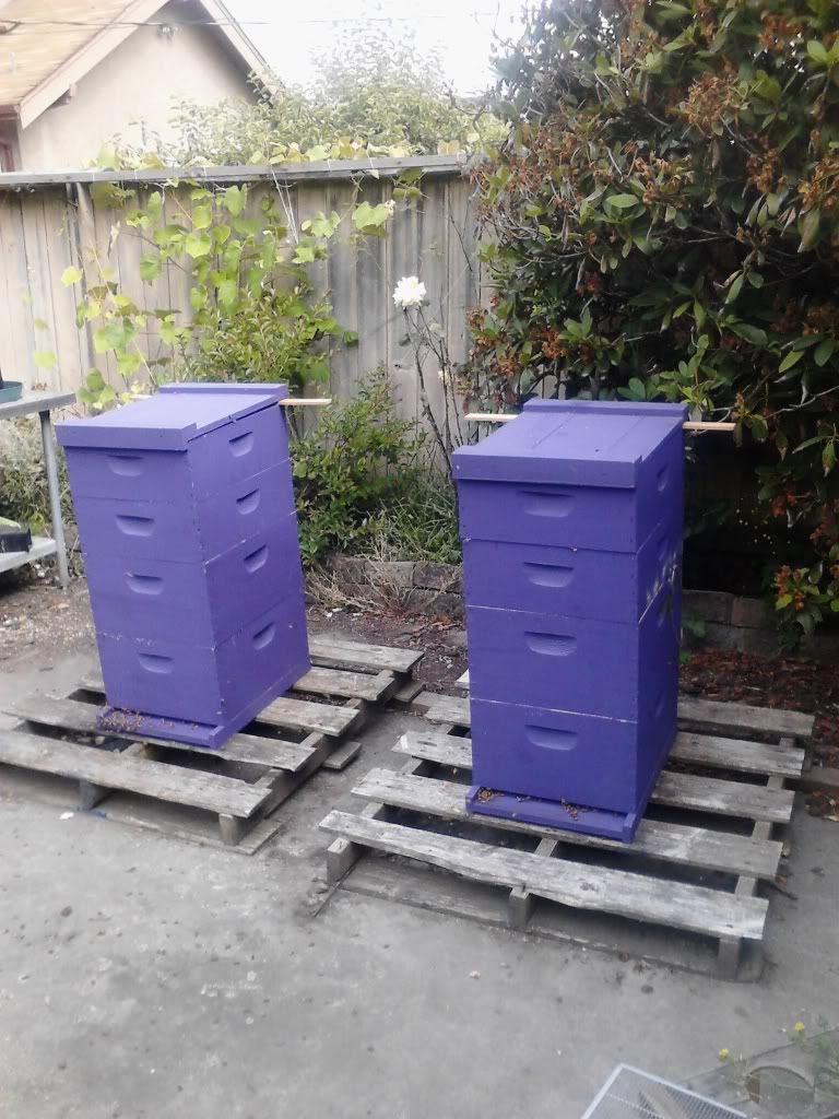 Winter Wrapping Bee Hive | Beesource Beekeeping Forums
