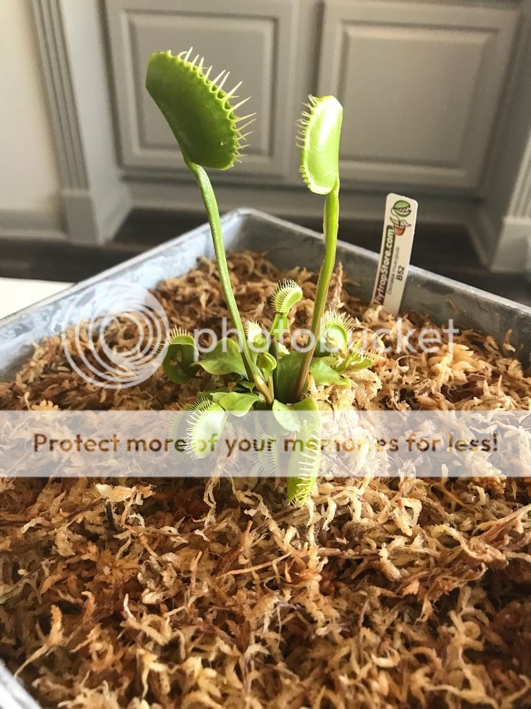 First repotting questions/advice - FlyTrapCare Forums