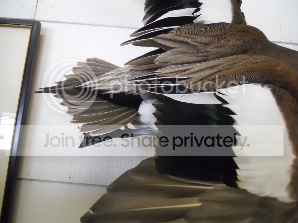 THIS YEARS TROPHY | Duck Hunting Forum